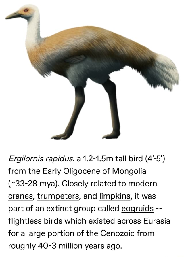 Ergi/ornis rapidus, a 1.2-1.5m tall bird (4'-5') from the Early ...