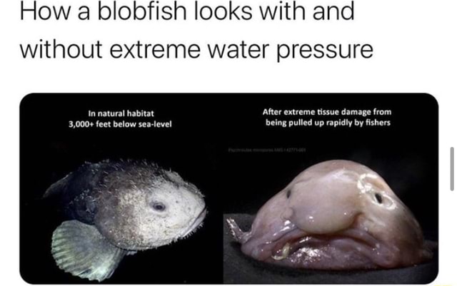How a blobfish looks with and without extreme water pressure In natural ...