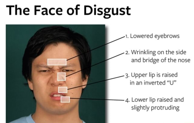 The Face of Disgust 1. Lowered eyebrows 2. Wrinkling on the side and ...