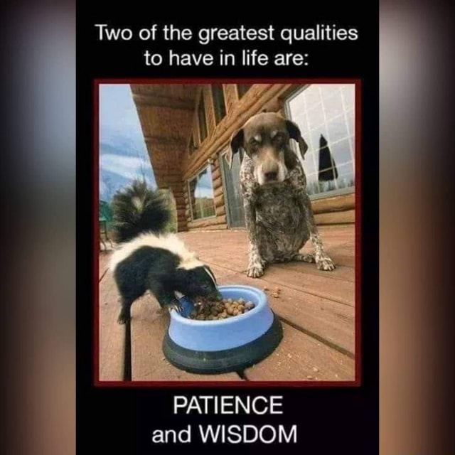 Two of the greatest qualities to have in life are: PATIENCE and WISDOM ...