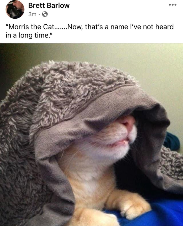 Brett Barlow "Morris the Cat Now, that's a name I've not heard in long ...