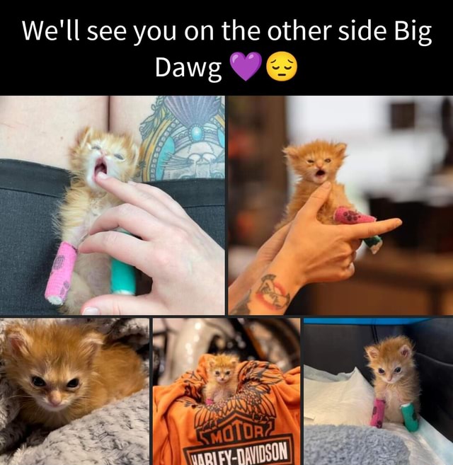 We'll see you on the other side Big Dawg aye - iFunny