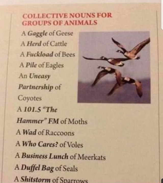 COLLECTIVE NOUNS FOR GROUPS OF ANIMALS A Gaggle of Geese A Herd of ...