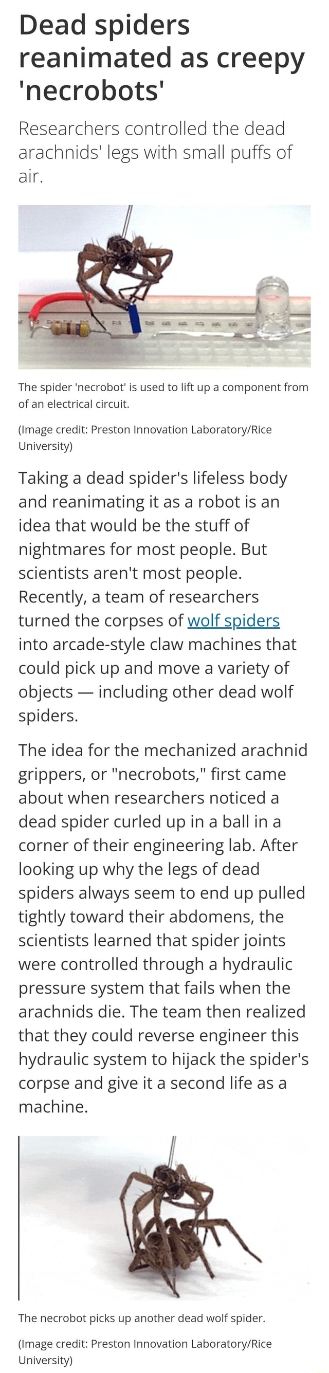 Dead spiders reanimated as creepy 'necrobots' Researchers controlled ...