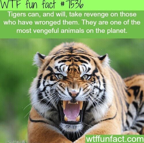 Vik tun tact Tigers can, and will, take revenge on those who have ...