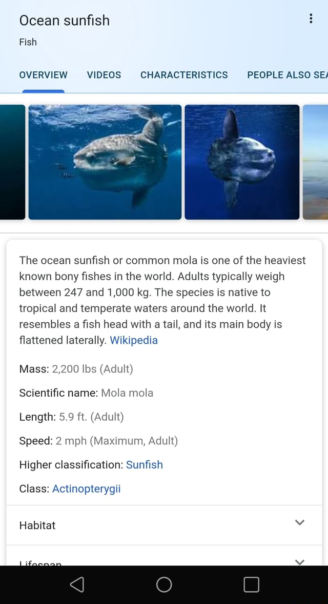 Ocean sunfish Fish OVERVIEW VIDEOS CHARACTERISTICS PEOPLE ALSO SE The ...