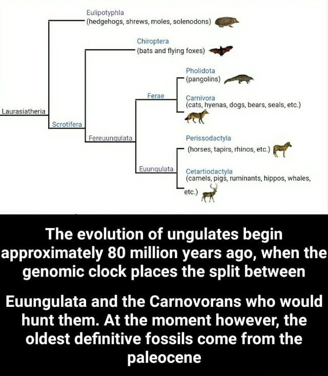 The evolution of ungulates begin approximately 80 million years ago ...