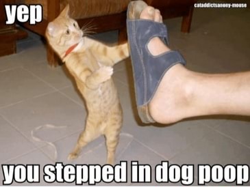 You stepped in dog poop - America’s best pics and videos