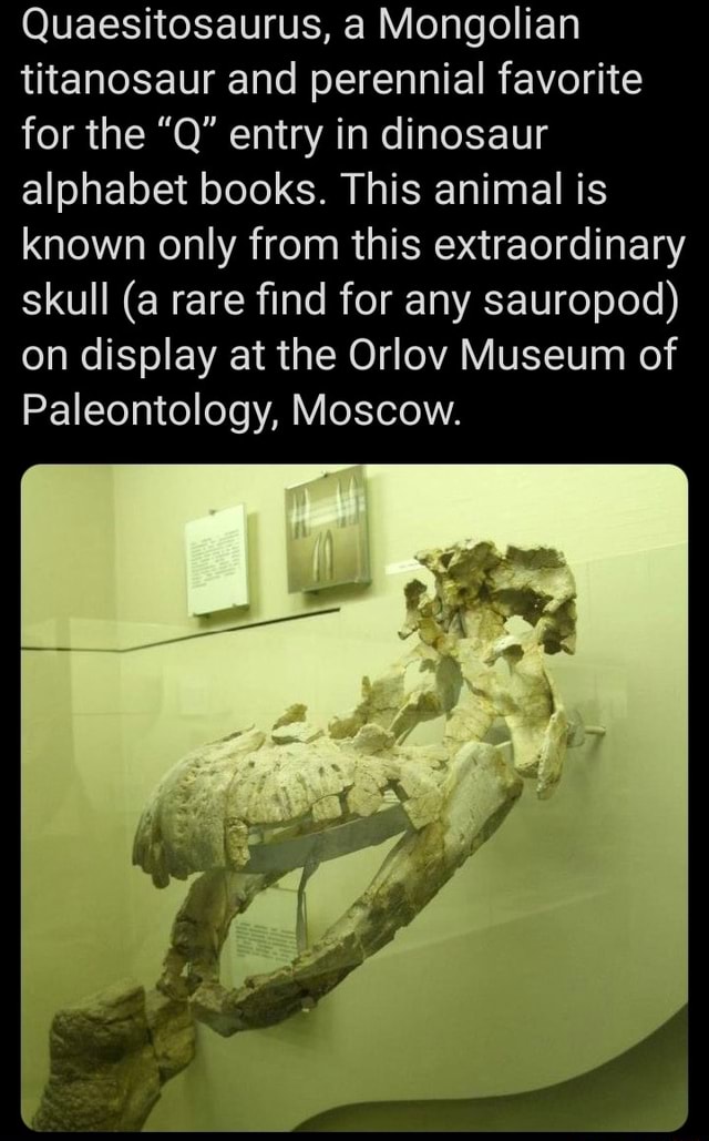 Quaesitosaurus, a Mongolian titanosaur and perennial favorite for the ...