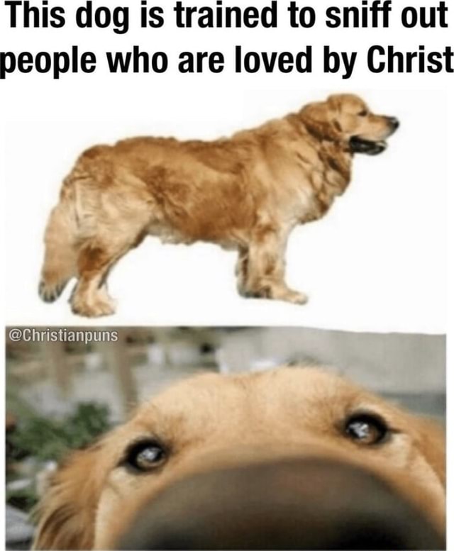 This dog Is trained to sniff out people who are loved by Christ ...