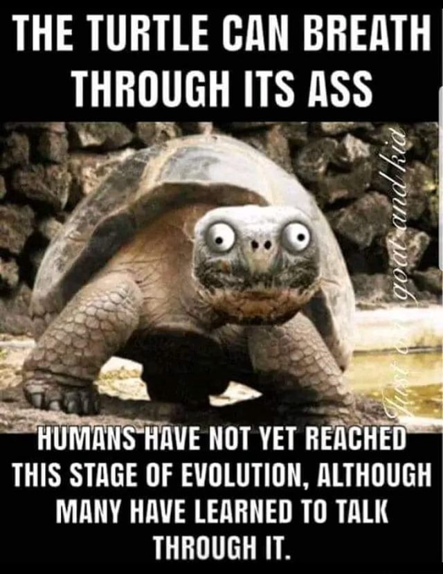 THE TURTLE CAN BREATH THROUGH ITS ASS NS HUMANS HAVE NOT YET REACHED ...