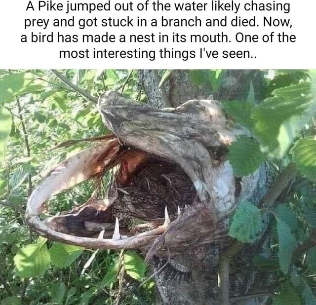 A Pike jumped out of the water likely chasing prey and got stuck in a ...