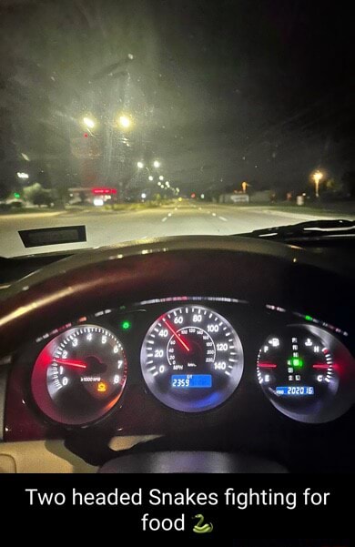 Two headed Snakes fighting for food - iFunny