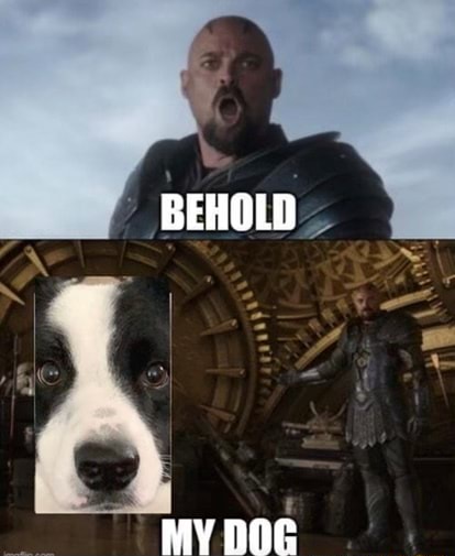 BEHOLD MV DOG - iFunny