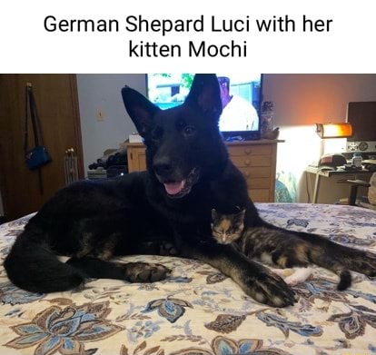 German Shepard Luci with her kitten Mochi - iFunny