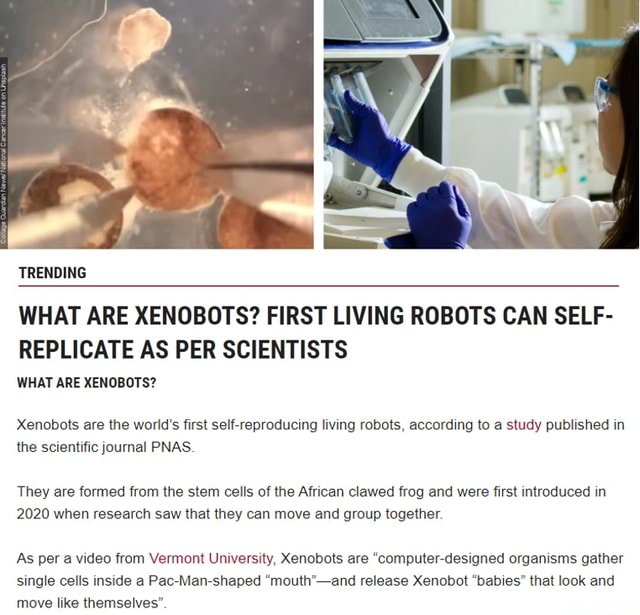 TRENDING WHAT ARE XENOBOTS? FIRST LIVING ROBOTS CAN SELF- REPLICATE AS PER SCIENTISTS WHAT ARE ...