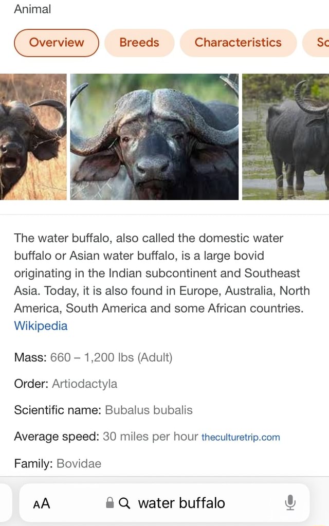 Animal Breeds Characteristics Sc The water buffalo, also called the ...