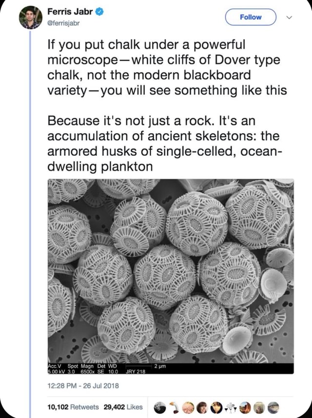 Ferris If you put chalk under a powerful microscope-white cliffs of ...