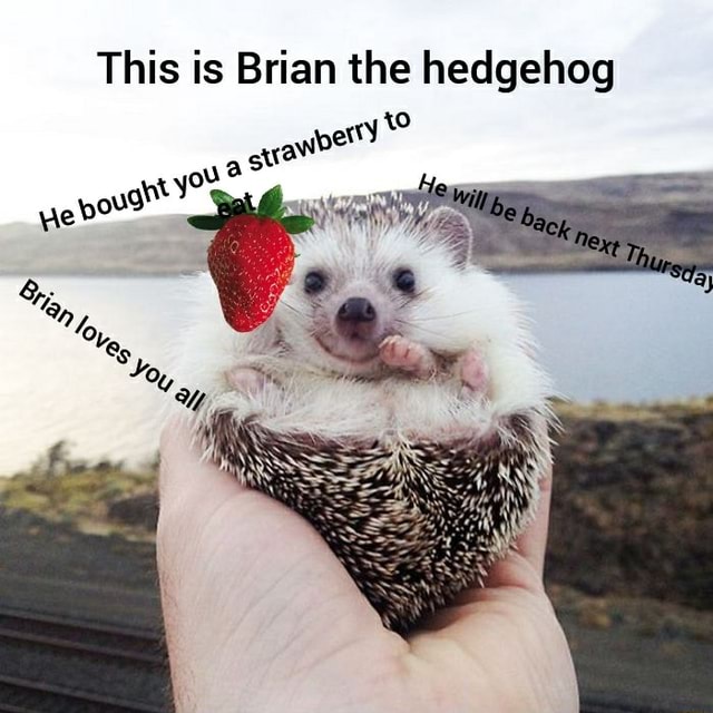 This is Brian the hedgehog - iFunny