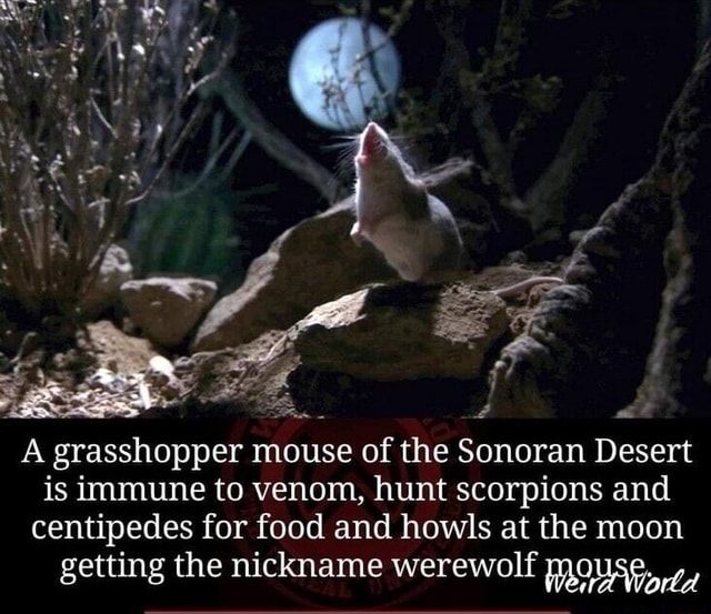 A grasshopper mouse of the Sonoran Desert is immune to venom, hunt ...