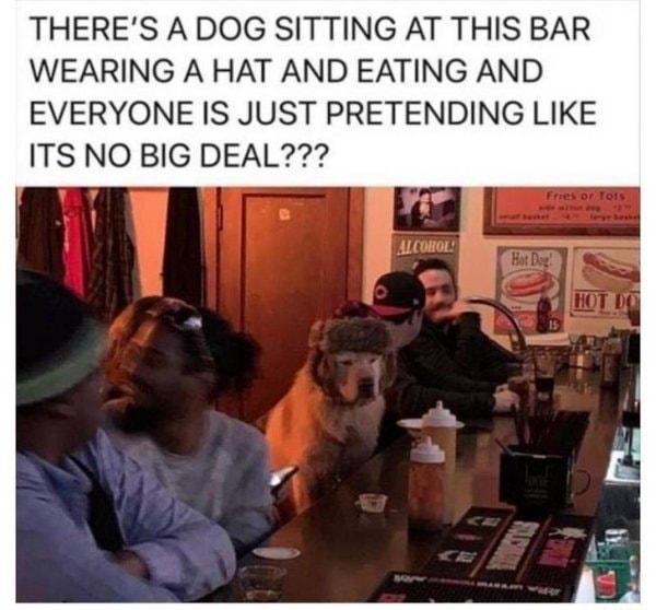 THERE'S A DOG SITTING AT THIS BAR WEARING A HAT AND EATING AND EVERYONE ...