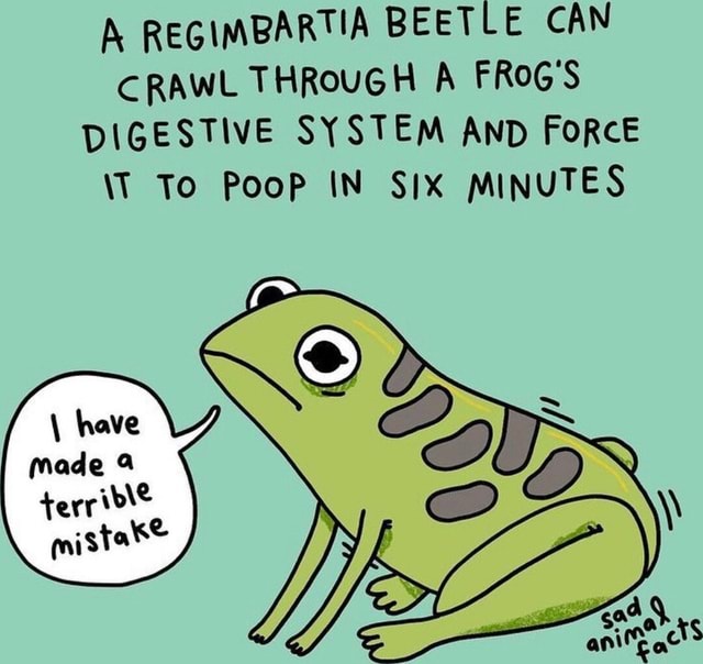 REGIMBARTIA BEETLE CAN CRAWL THROUGH A FROG'S DIGESTIVE SYSTEM AND ...