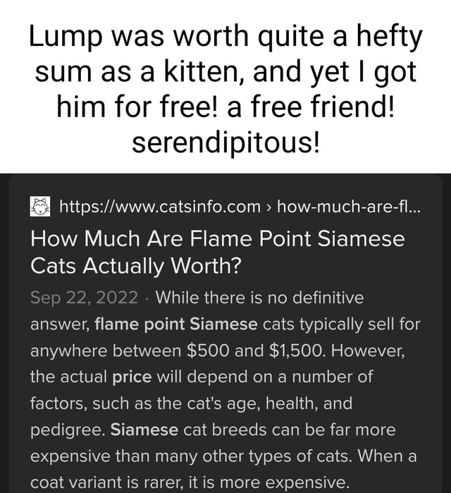 Lump was worth quite a hefty sum as a kitten, and yet I got him for ...