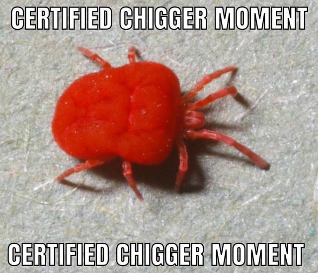 CERTIFIED CHIGGER MOMENT CERTIFIED CHIGGER MOMENT - iFunny