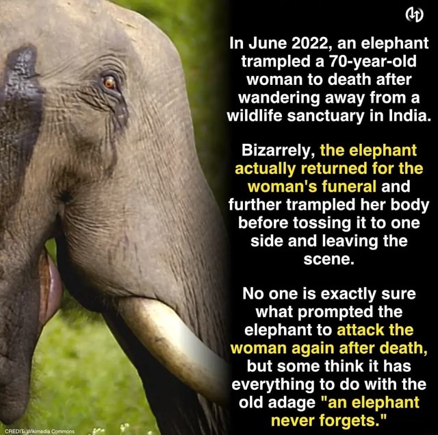 In June 2022, an elephant trampled a 70-year-old woman to death after ...