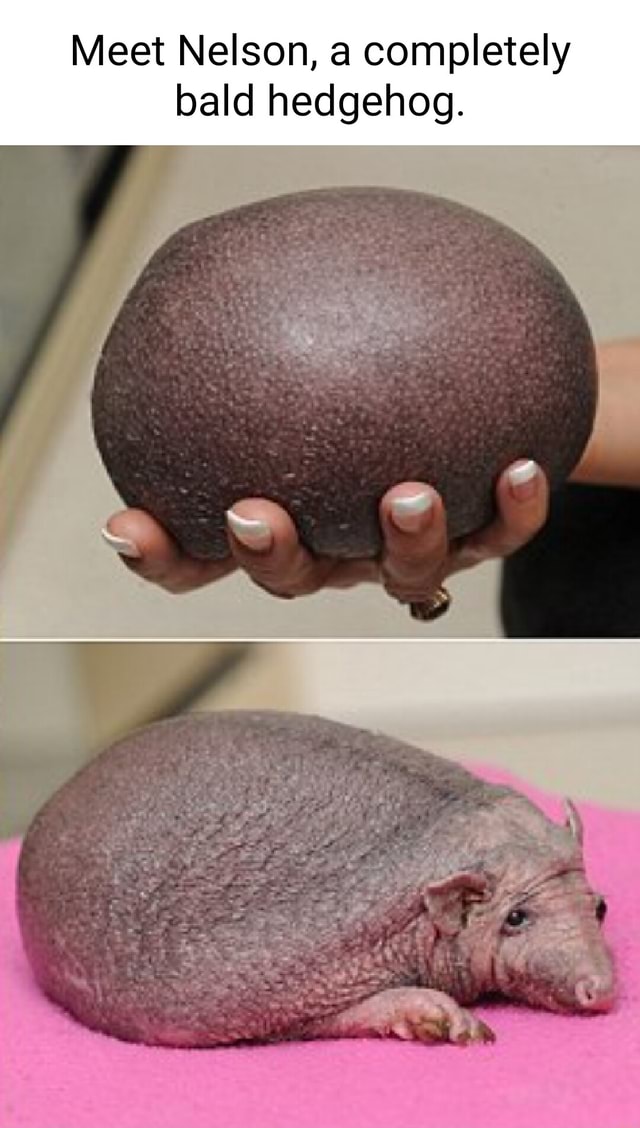 Meet Nelson, a completely bald hedgehog. I - iFunny