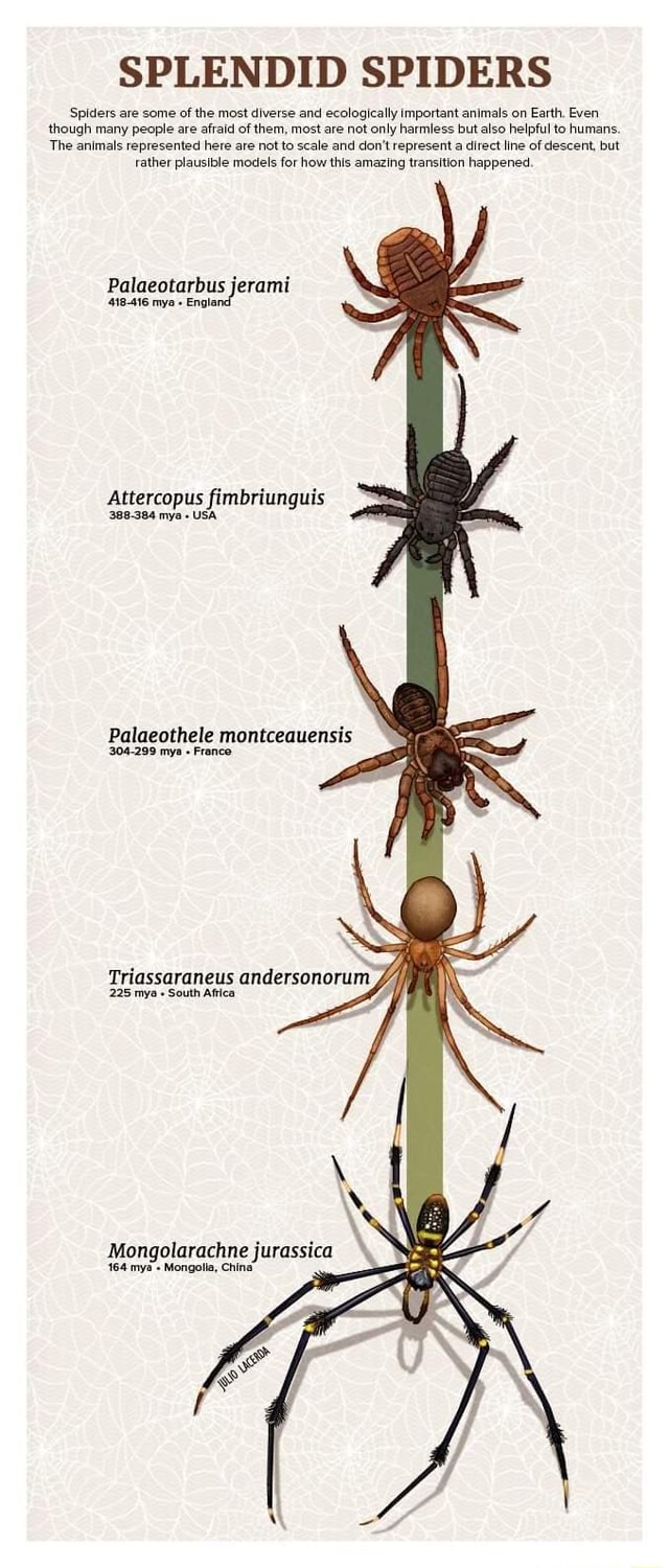 SPLENDID SPIDERS Spiders are some of the most diverse and ecologically ...
