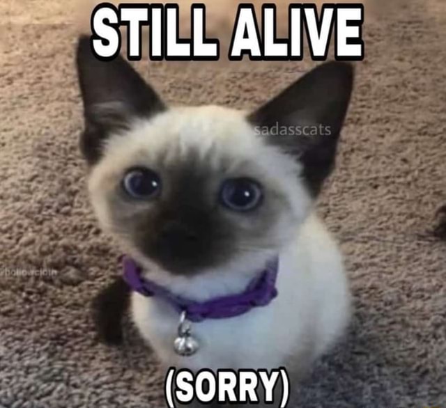 STILL ALIVE (SORRY) - iFunny