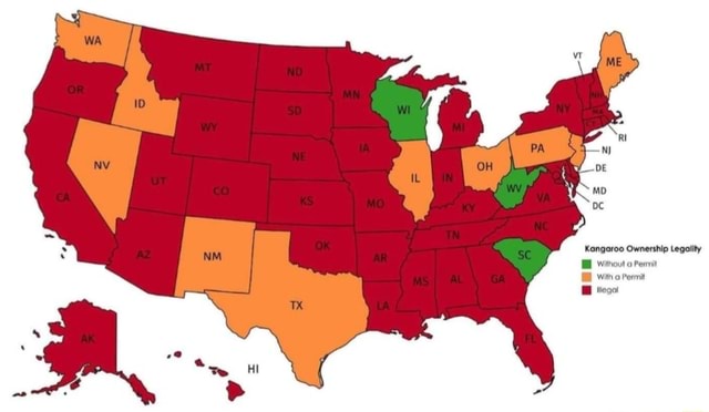 Kangaroo Ownership Legality without with - iFunny