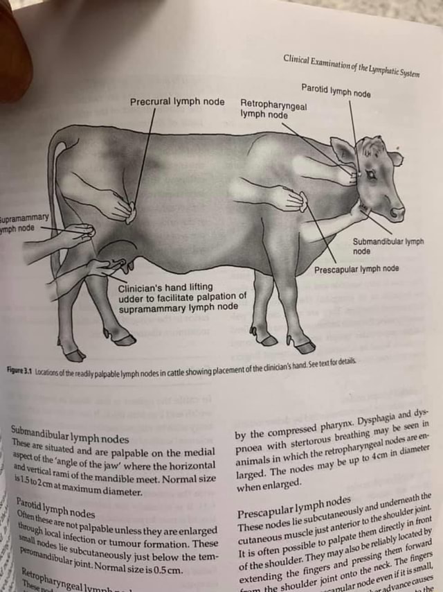Clinicians hand lifting ry udder to lymph node ar lymph nodes and are ...