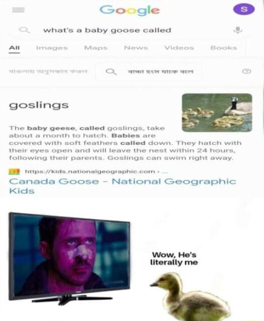 Google what's a baby goose called au goslings The baby geese. called ...