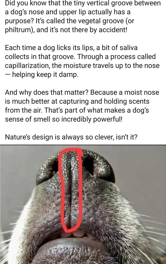 Did you know that the tiny vertical groove between a dog's nose and ...