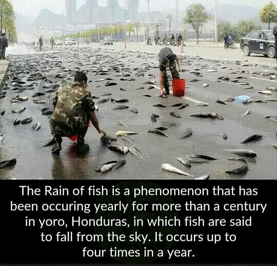 The Rain of fish is a phenomenon that has been occuring yearly for more ...
