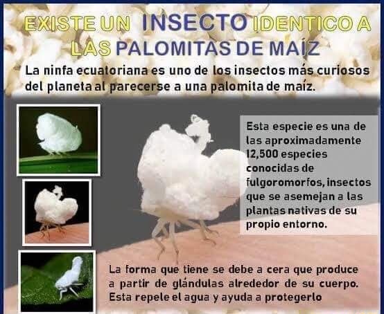 INSECTO PALOMITAS DE mai La ninfa es uno de los insectos mas curiosos ...