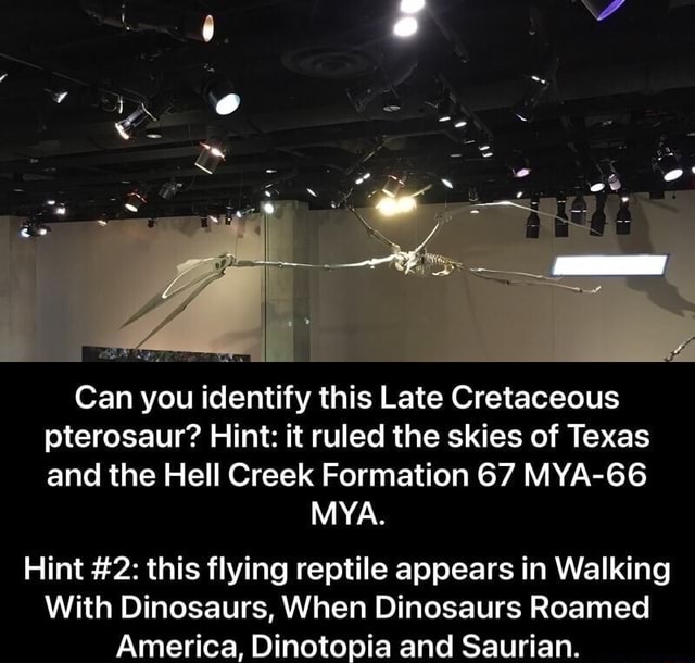 Can you identify this Late Cretaceous pterosaur? Hint: it ruled the ...