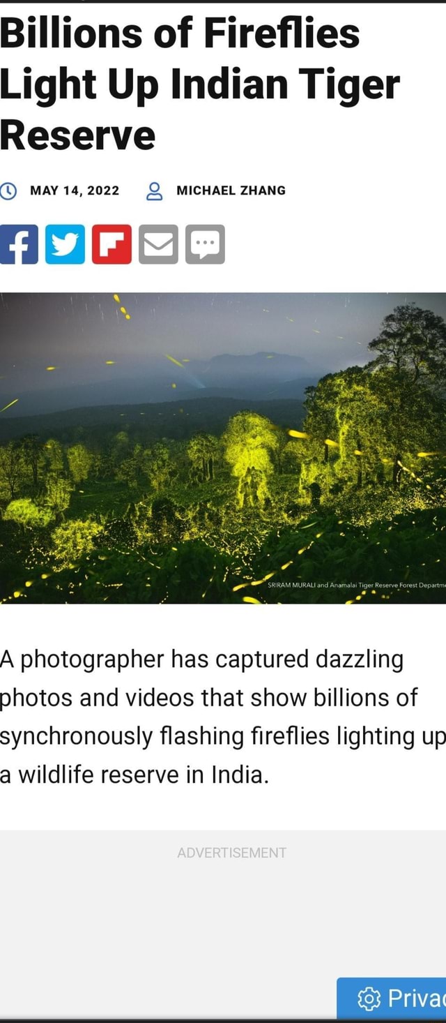 Fireflies - Billions of Fireflies Light Up Indian Tiger Reserve ) MAY ...