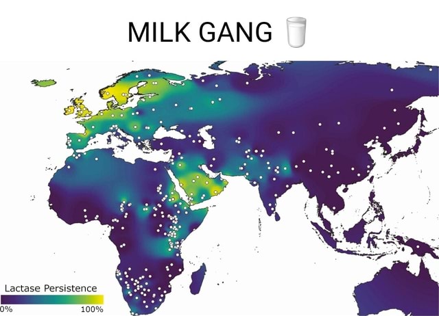 MILK GANG Lactase Persistence 0% 100% - iFunny