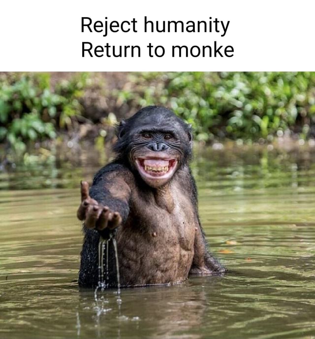 Reject humanity Return to monke - iFunny