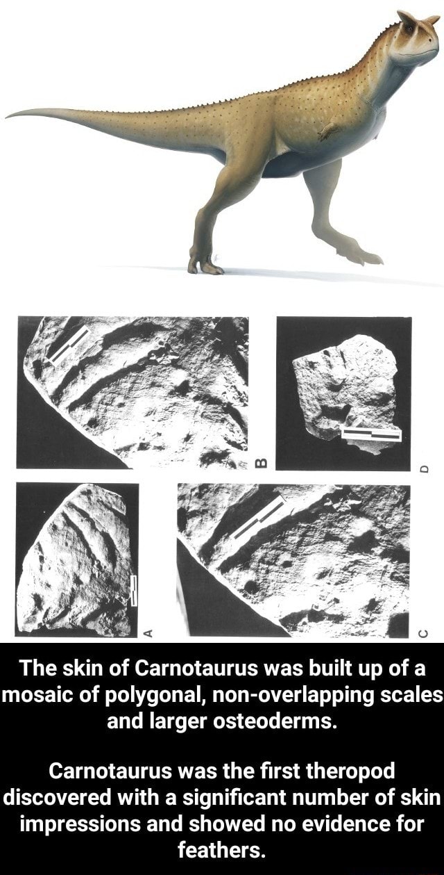 The skin of Carnotaurus was built up of a mosaic of polygonal, non ...