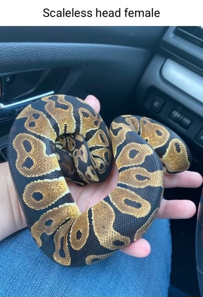Scaleless head female - iFunny