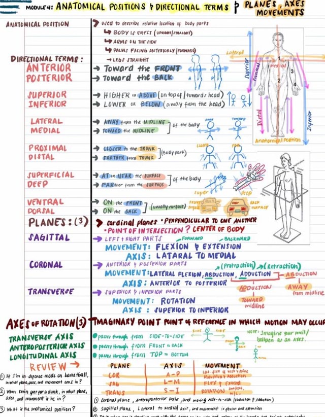 ANATOMICAL POSITION DIRECTIONAL TERMS : ANTERIOR POSTERIOR SUPERIOR ...