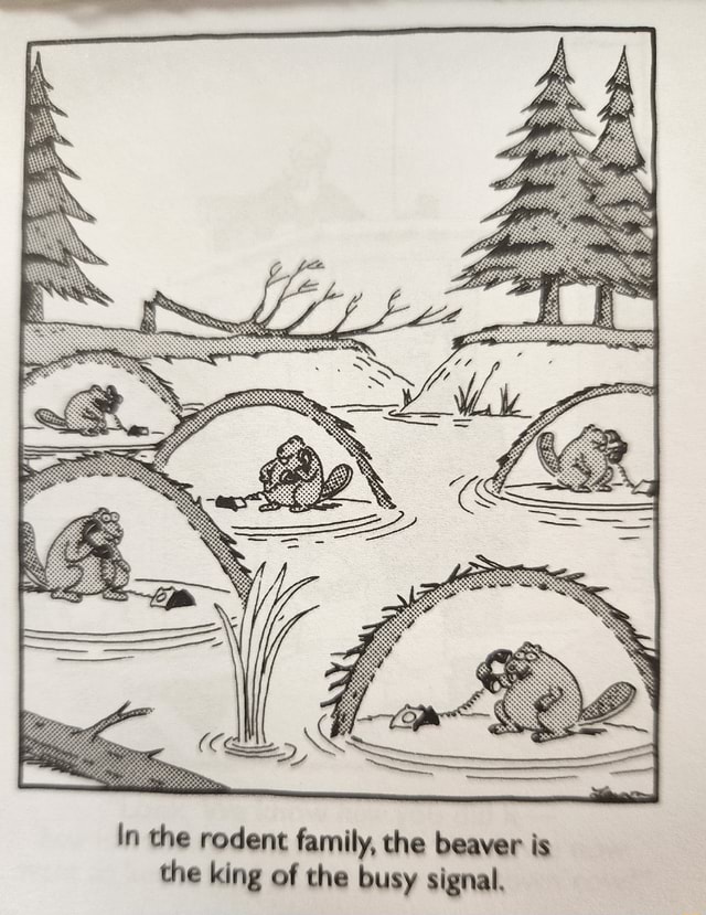 Ww WN In the rodent family, the beaver is the king of the busy signal ...