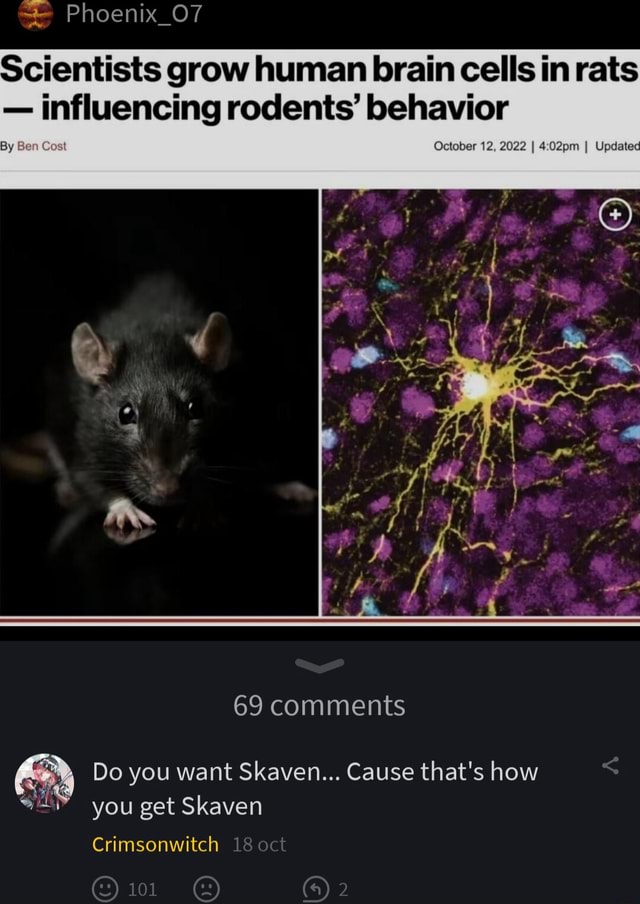 Phoenix_O7 Scientists grow human brain cells in rats - influencing ...