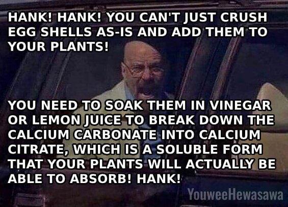 HANK! HANK! YOU CAN'T JUST CRUSH EGG SHELLS AS-IS AND ADD THEM TO YOUR ...
