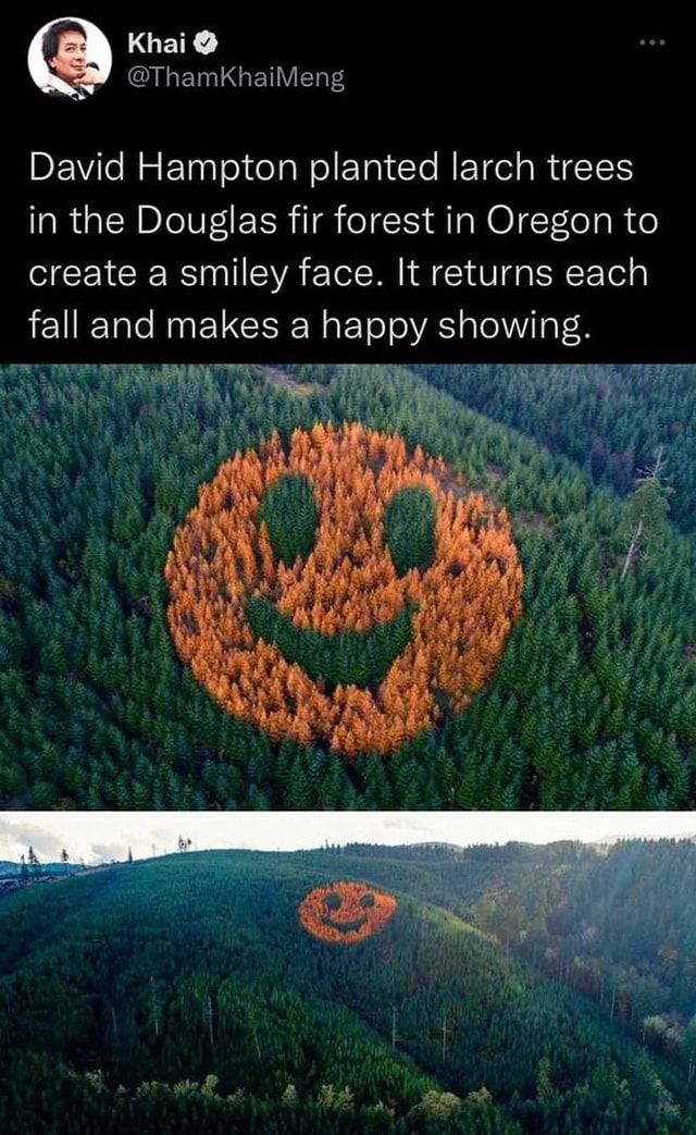 Khai David Hampton planted larch trees in the Douglas fir forest in ...