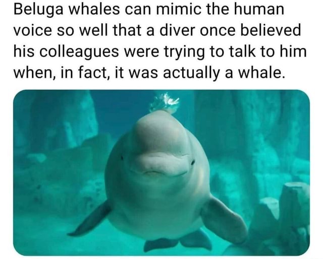 Beluga whales can mimic the human voice so well that a diver once ...
